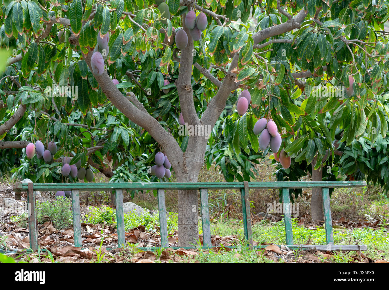 Tropical mango tree with big ripe mango fruits growing in orchard on ...
