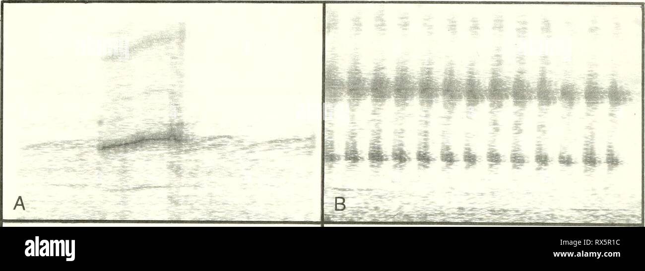 Ecuadorian frogs of the genus Ecuadorian frogs of the genus Colostethus ...