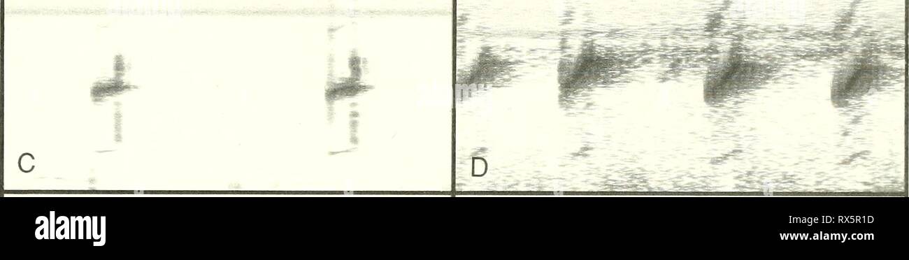 Ecuadorian frogs of the genus Ecuadorian frogs of the genus Colostethus ...