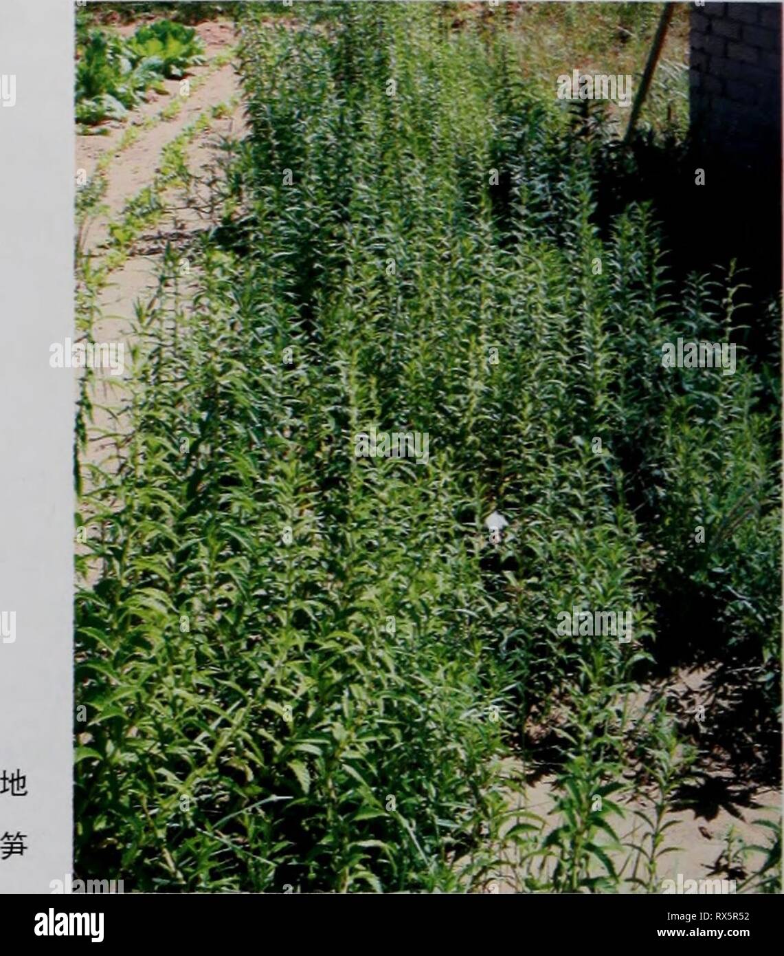 e er duo si zhi e er duo si zhi wu zhi eerduosizhiwuzhi02wuji Year ...