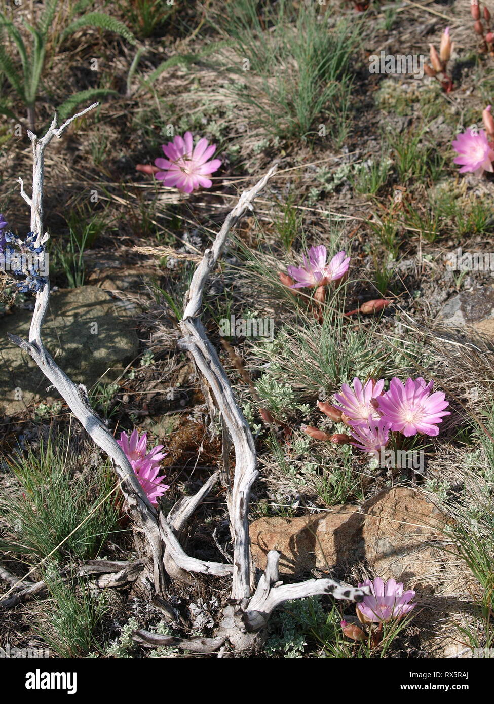 high country color Stock Photo - Alamy