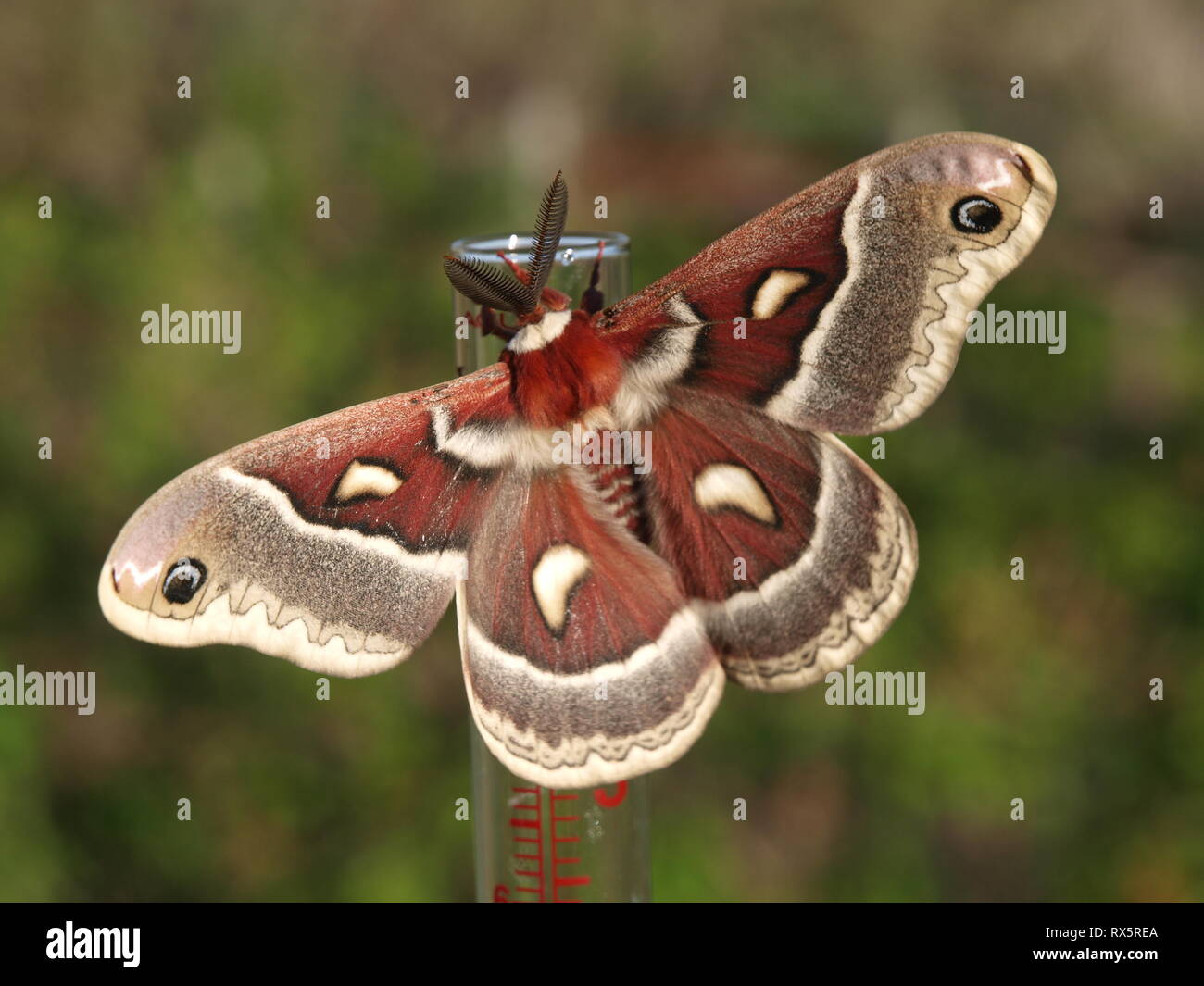 Silk moths hi-res stock photography and images - Alamy