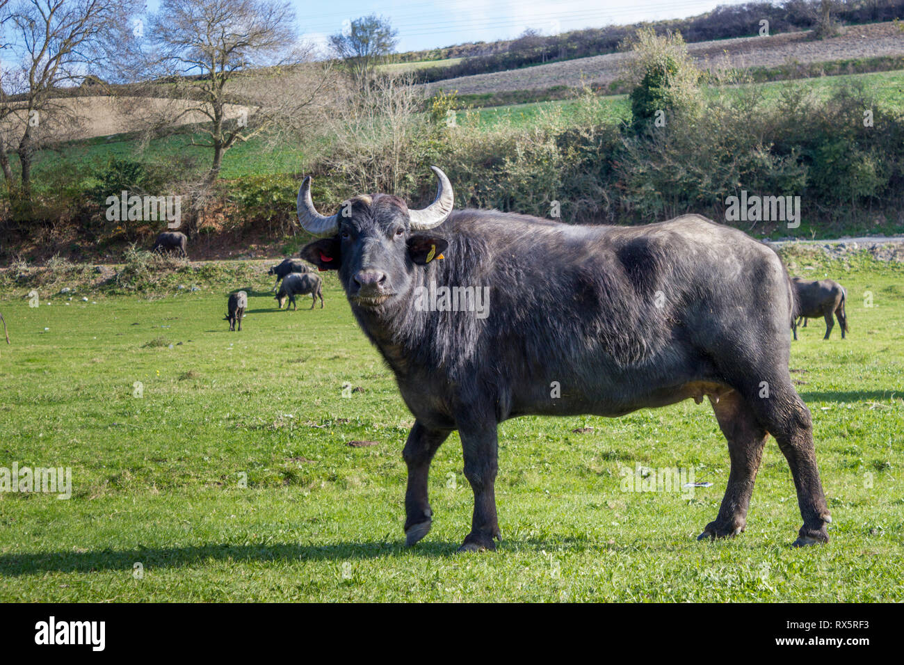 Water buffalo feed hi-res stock photography and images - Alamy