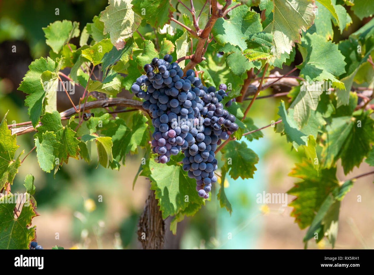 Carignane grapes wine spain hi-res stock photography and images - Alamy