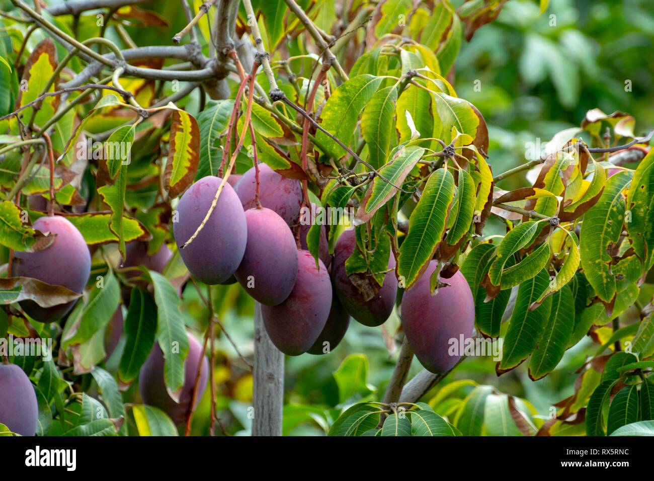 Tropical mango tree with big ripe mango fruits growing in orchard on ...