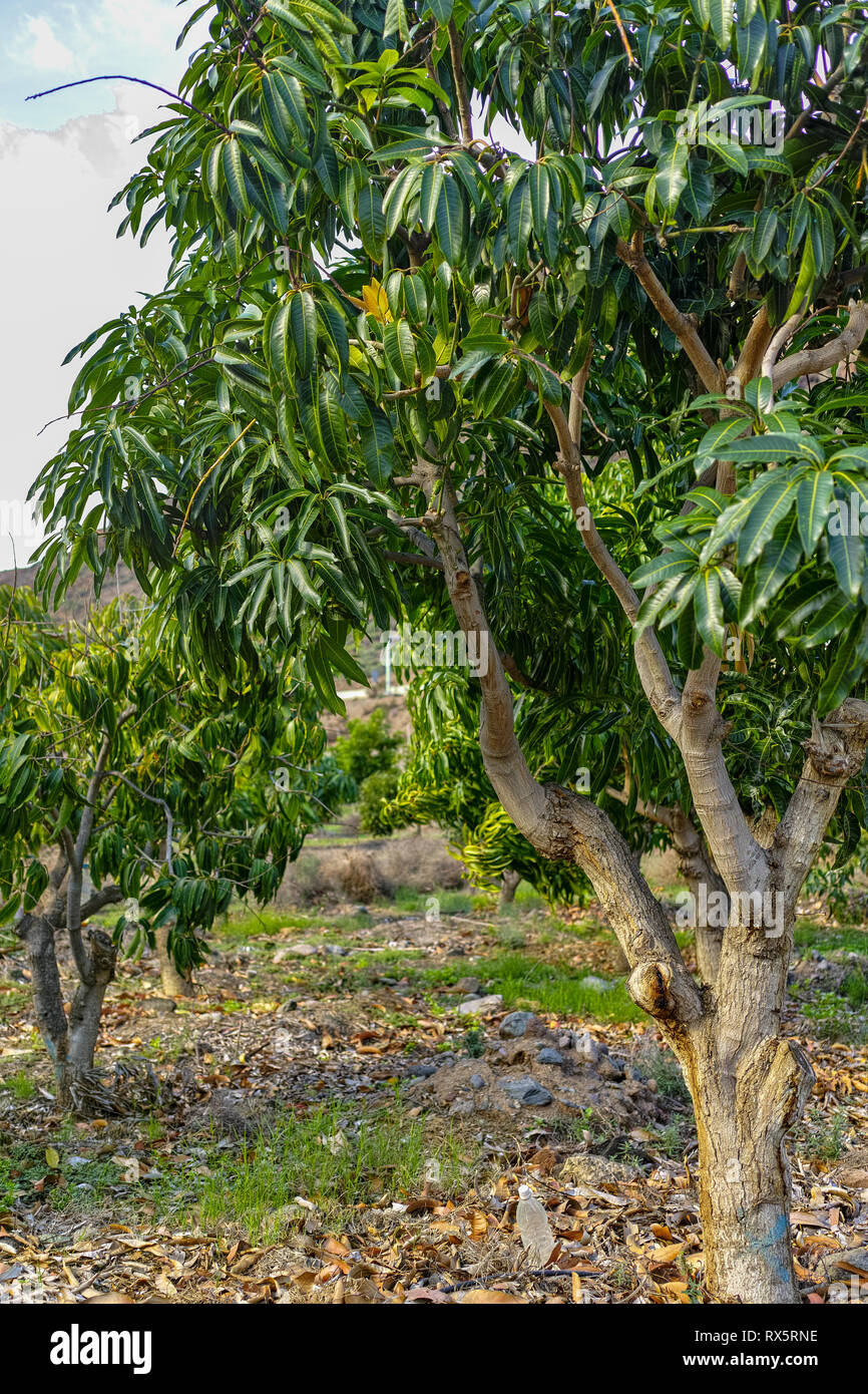 Tropical mango tree after harvesting growing in orchard on Gran Canaria ...