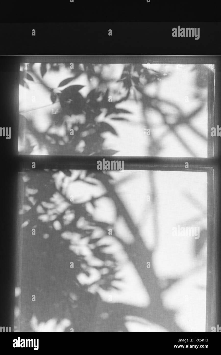 Abstract shadow background of natural leaves tree branch falling on ...