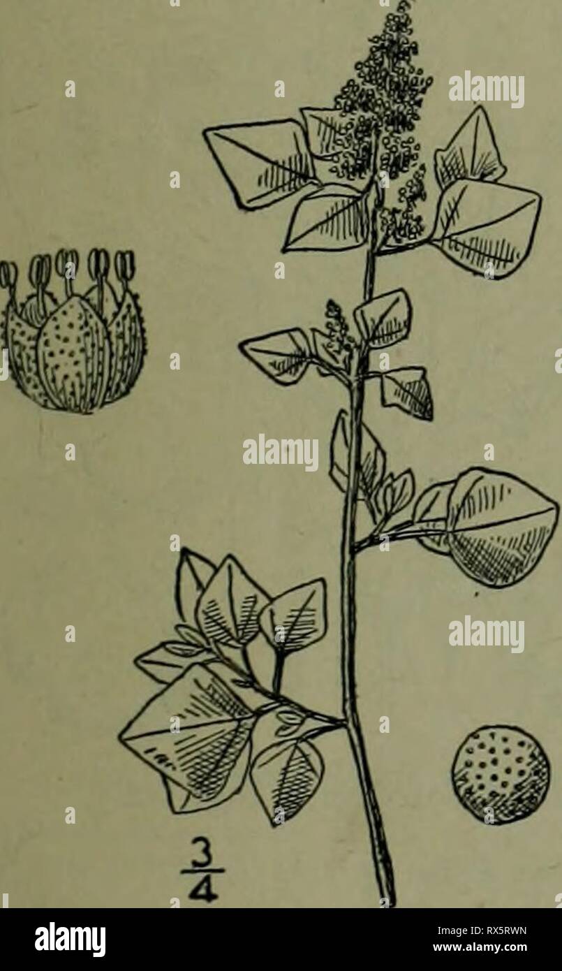 Chenopodium Vulvaria High Resolution Stock Photography and Images - Alamy
