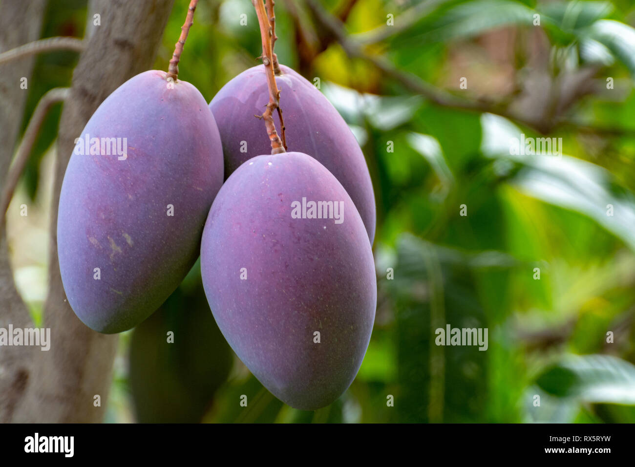 Tropical mango tree with big ripe mango fruits growing in orchard on ...