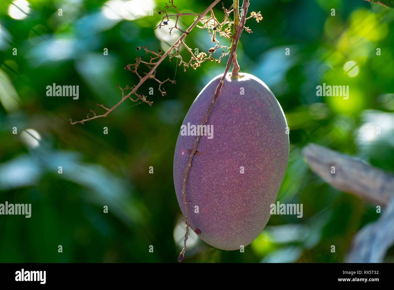 Tropical mango tree with big ripe mango fruits growing in orchard on ...