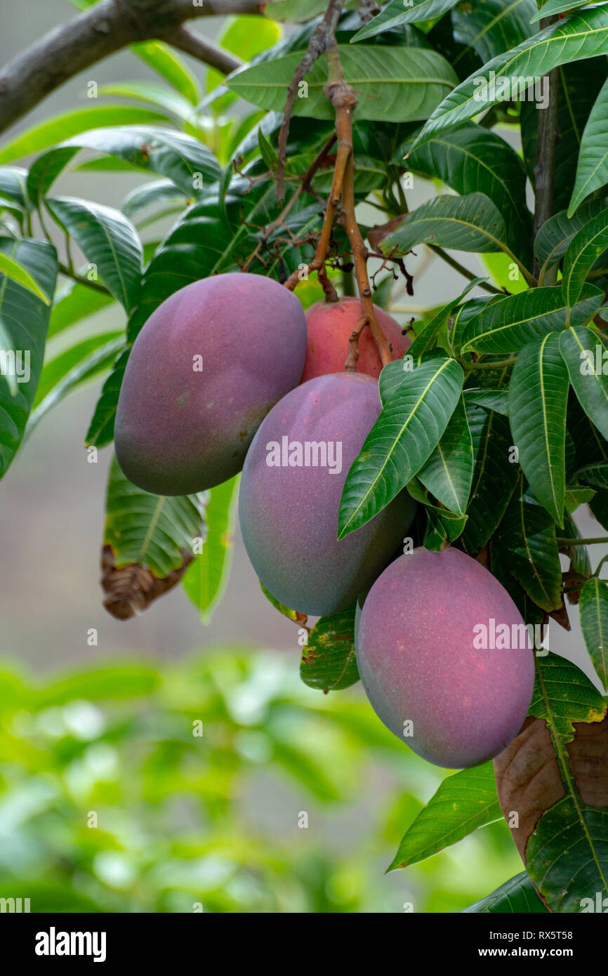 Tropical mango tree with big ripe mango fruits growing in orchard on ...