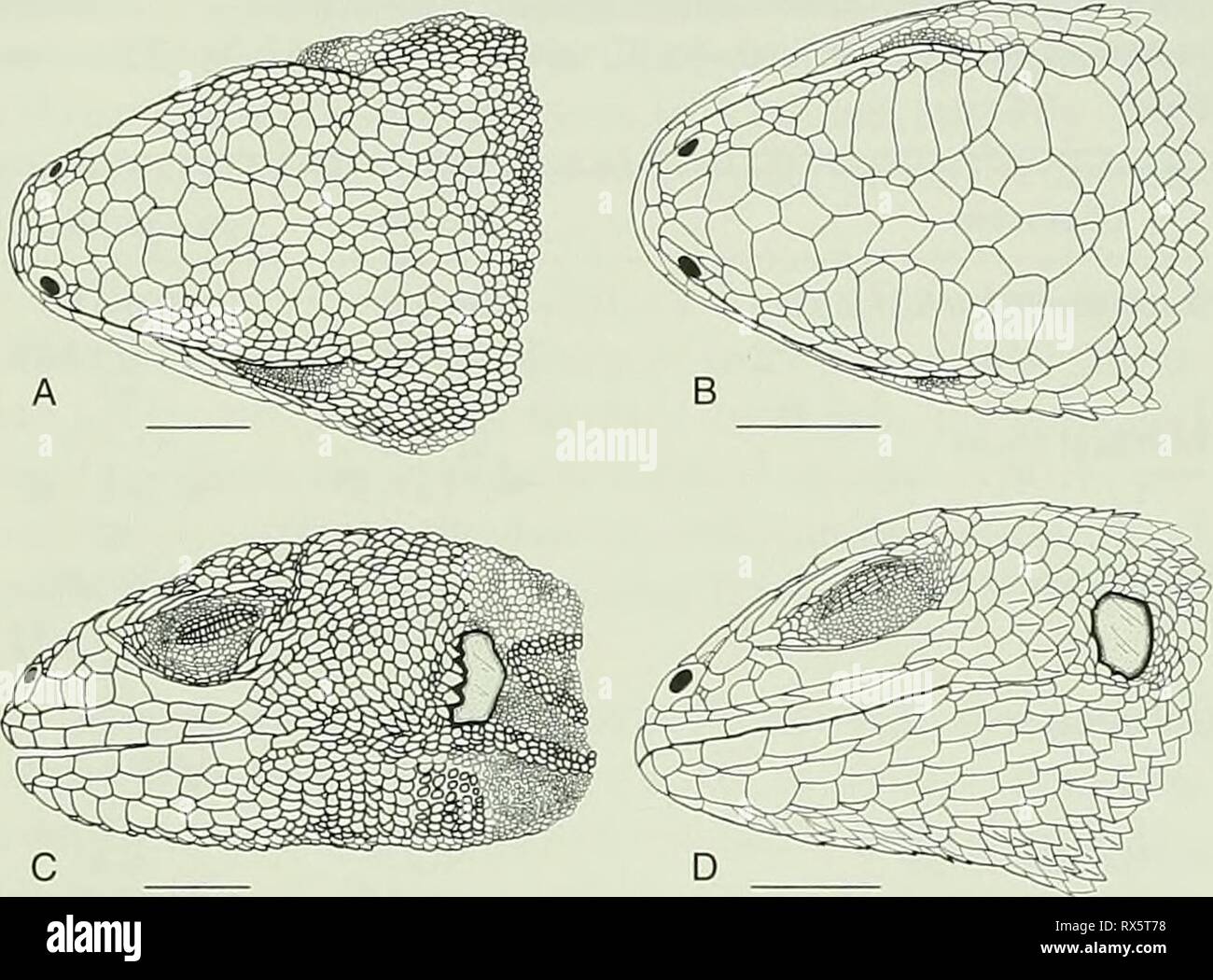 Ecuadorian lizards of the genus Stock Photo - Alamy