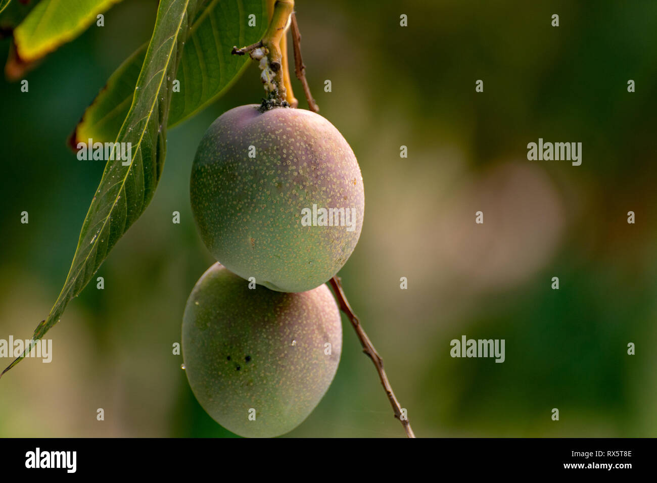 Tropical mango tree with big ripe mango fruits growing in orchard on ...