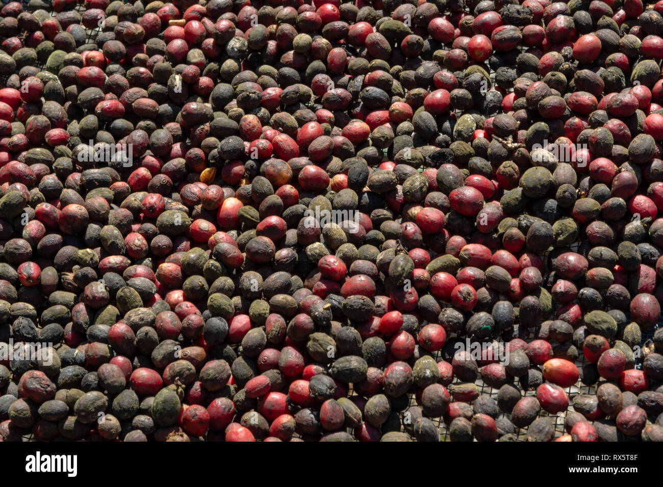 Traditional method of drying mature organic coffee beans on open grid ...