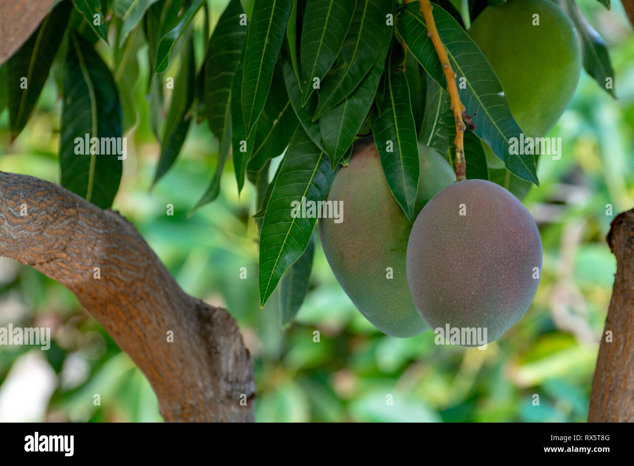 Tropical mango tree with big ripe mango fruits growing in orchard on ...