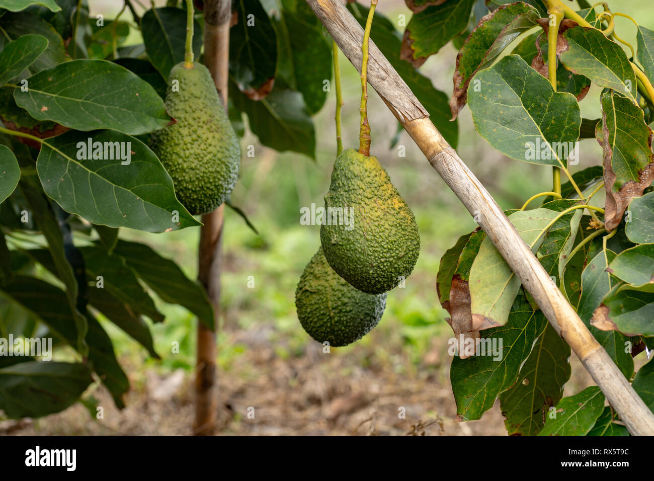 Tropical avocado tree with ripe green avocado fruits growing on ...
