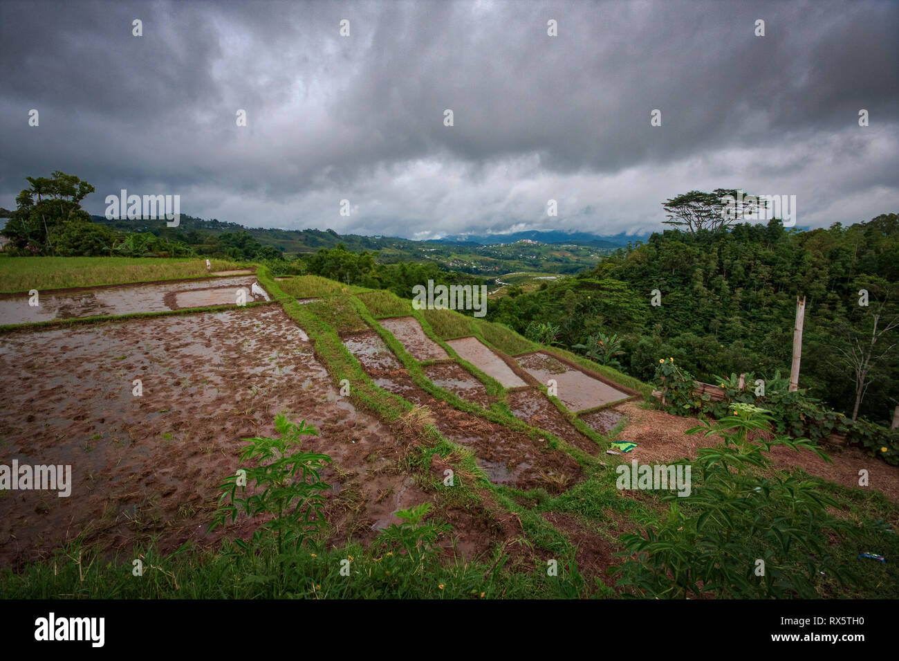 Spider Web Rice Fields seen from the Cancar village, west of Ruteng on ...