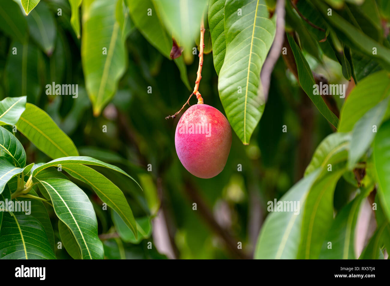 Tropical mango tree with big ripe mango fruits growing in orchard on ...