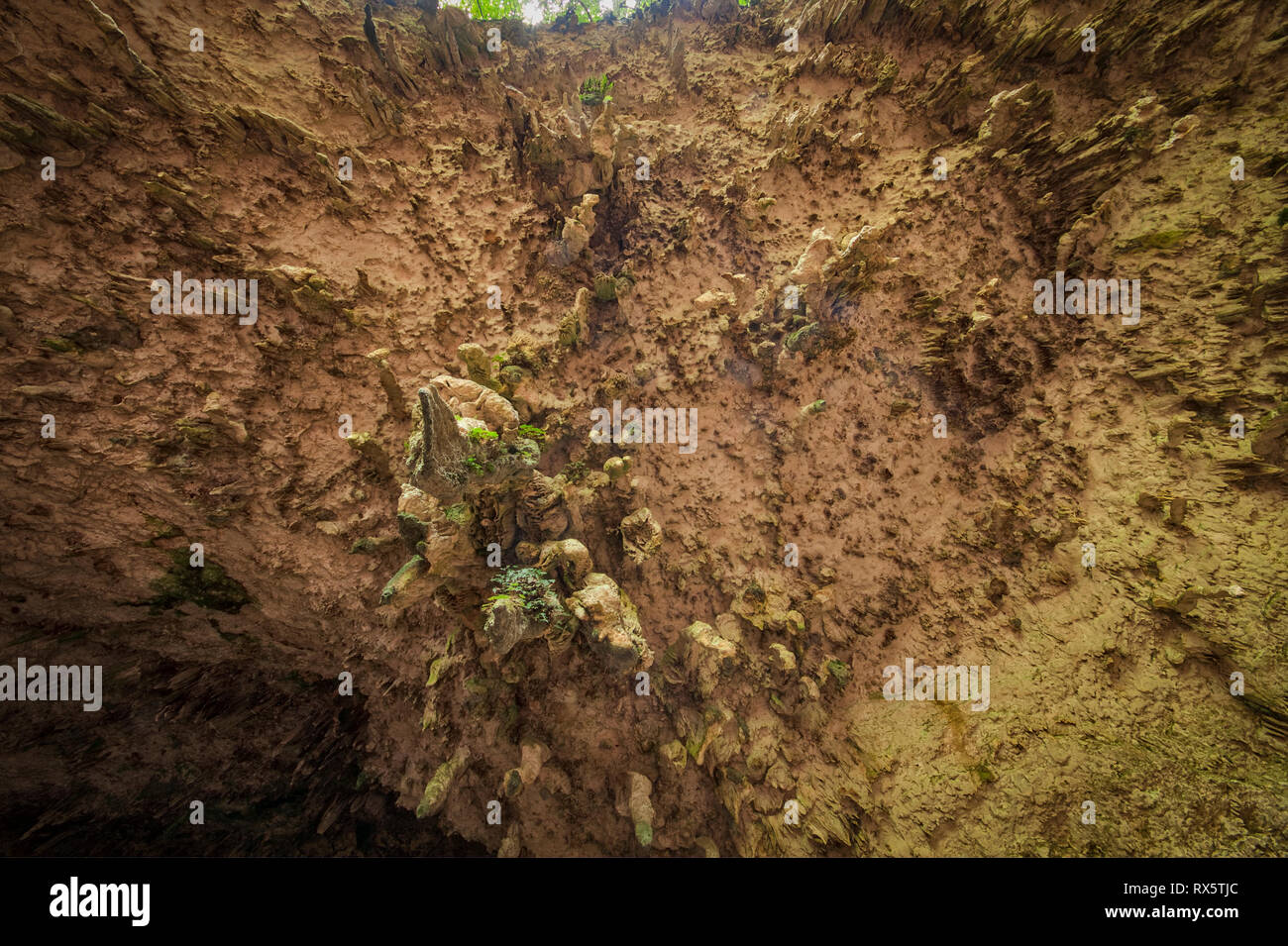 The remains of Homo Floresiensis, an extinct species in the genus Homo ...