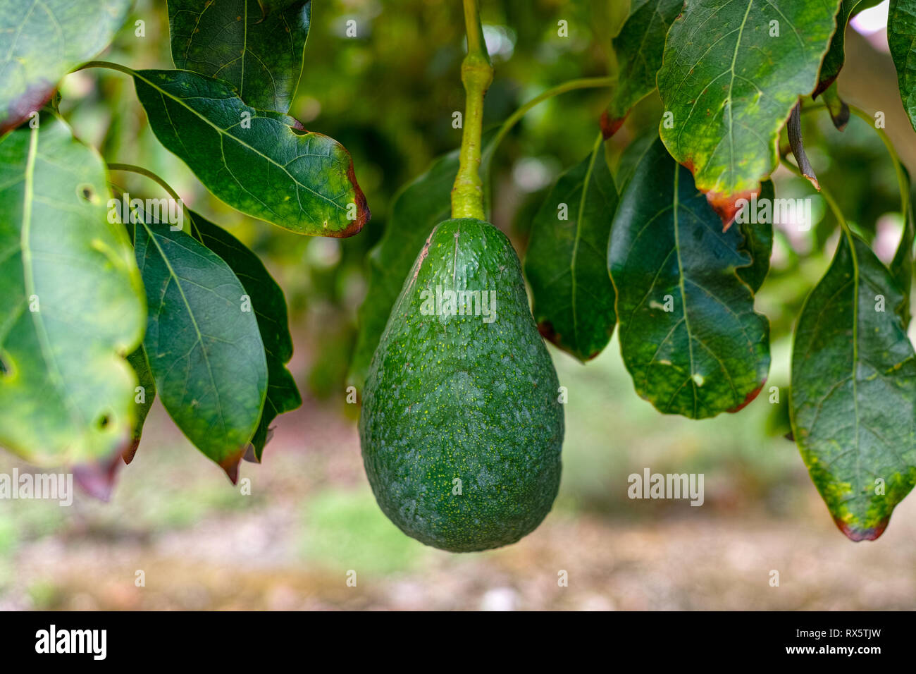 Tropical avocado tree with ripe green avocado fruits growing on ...