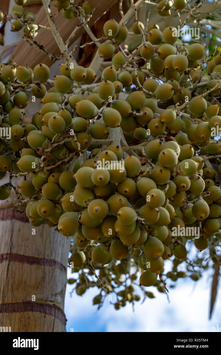 Bunch of unripe dates fruits growing on tropical palm tree close up ...