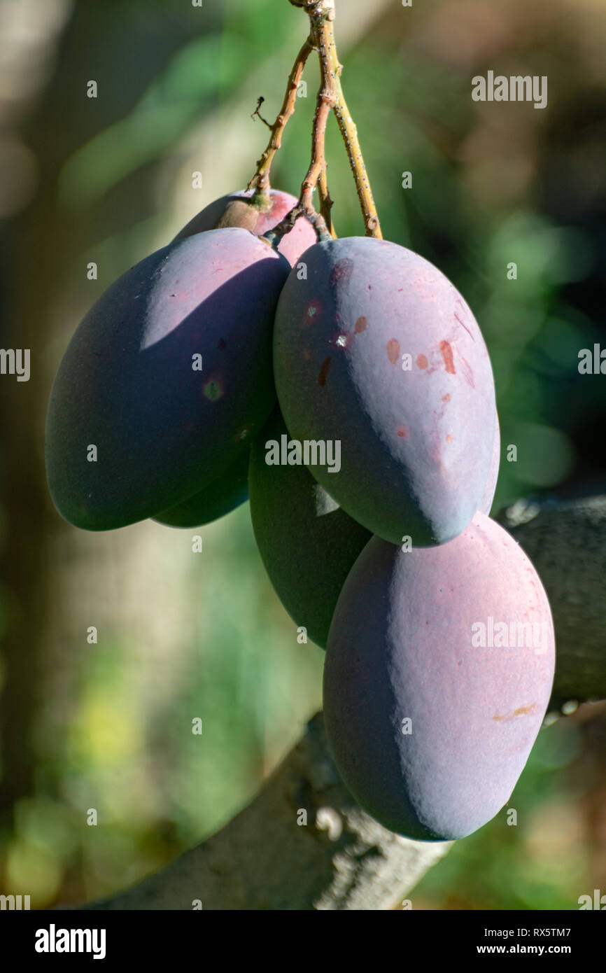 Tropical mango tree with big ripe mango fruits growing in orchard on ...