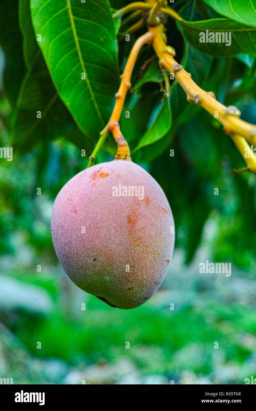 Tropical mango tree with big ripe mango fruits growing in orchard on ...