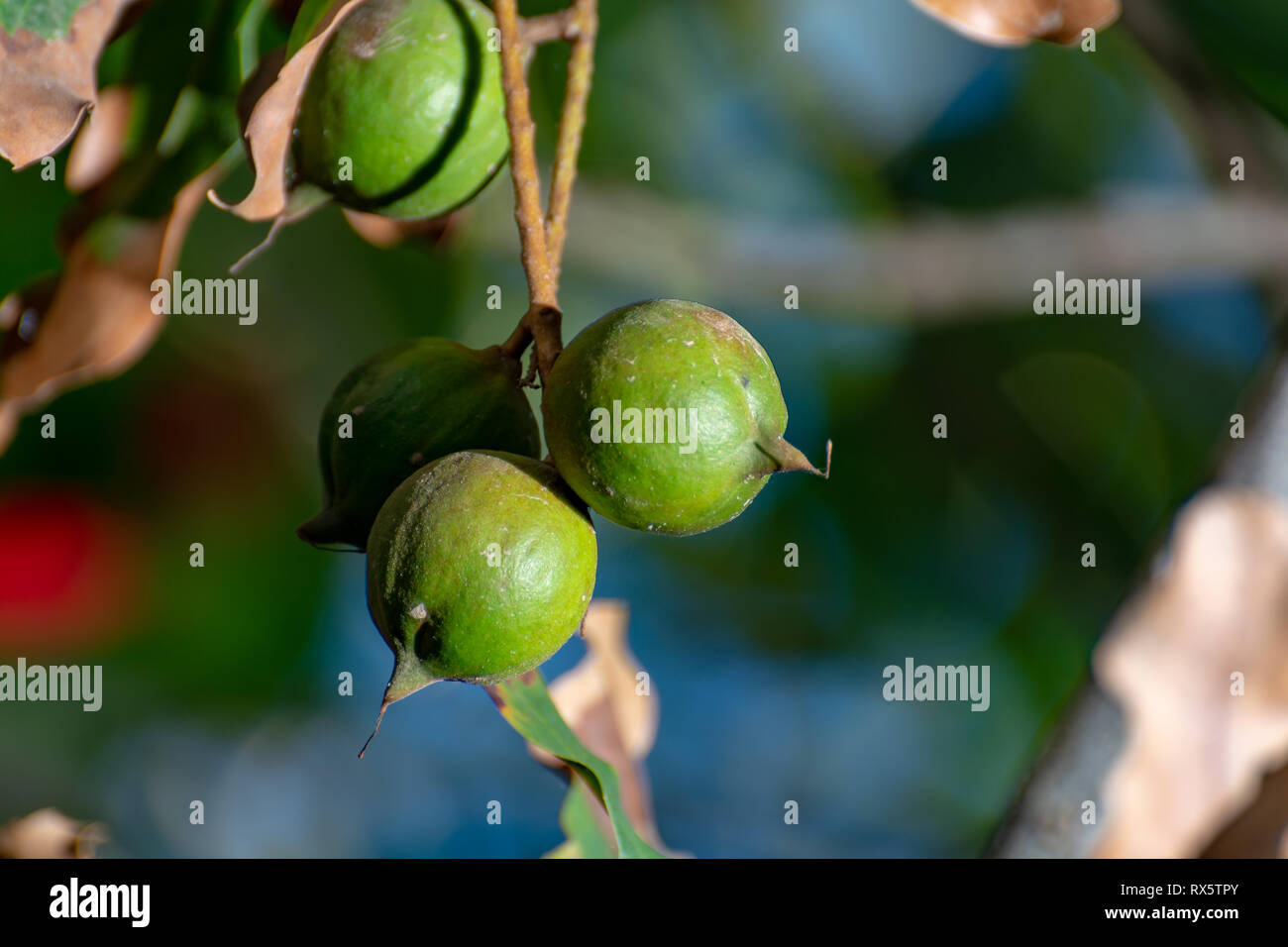 Macadamia nuts new zealand hi-res stock photography and images - Alamy