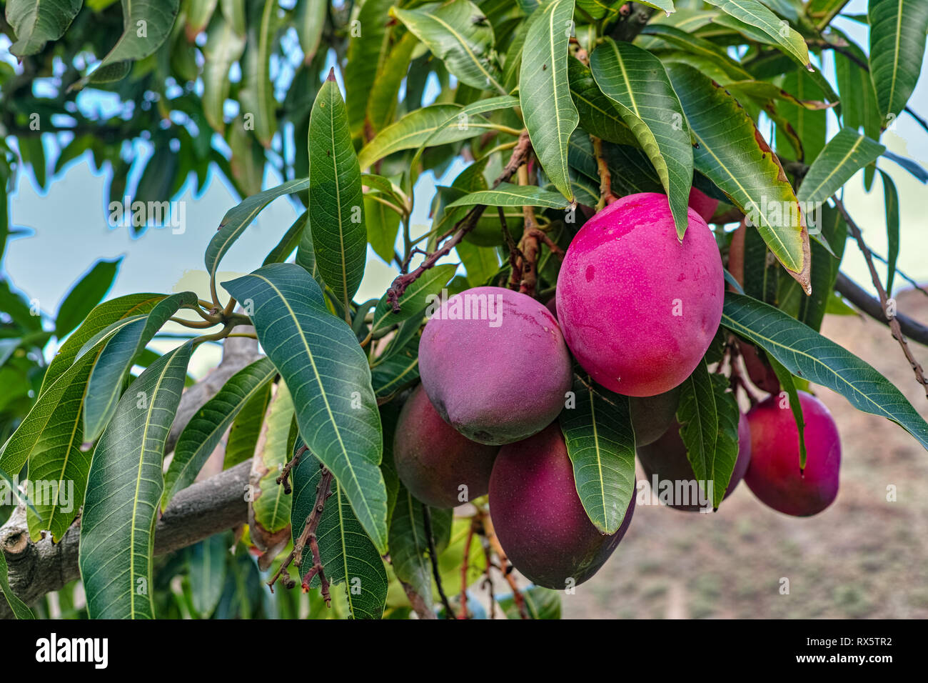 Tropical mango tree with big ripe mango fruits growing in orchard on ...