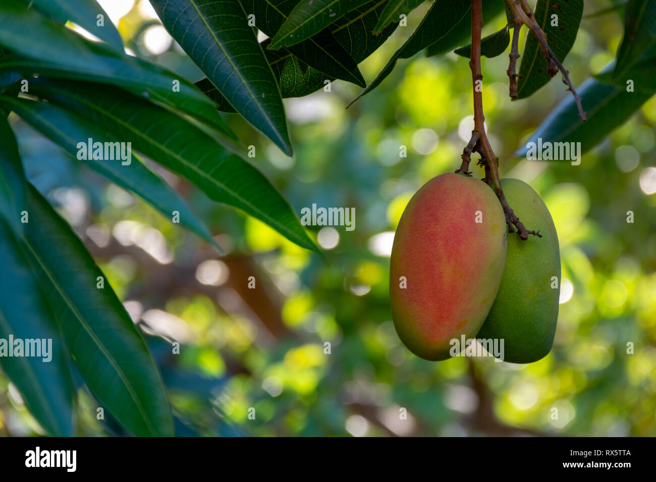 Tropical mango tree with big ripe mango fruits growing in orchard on ...