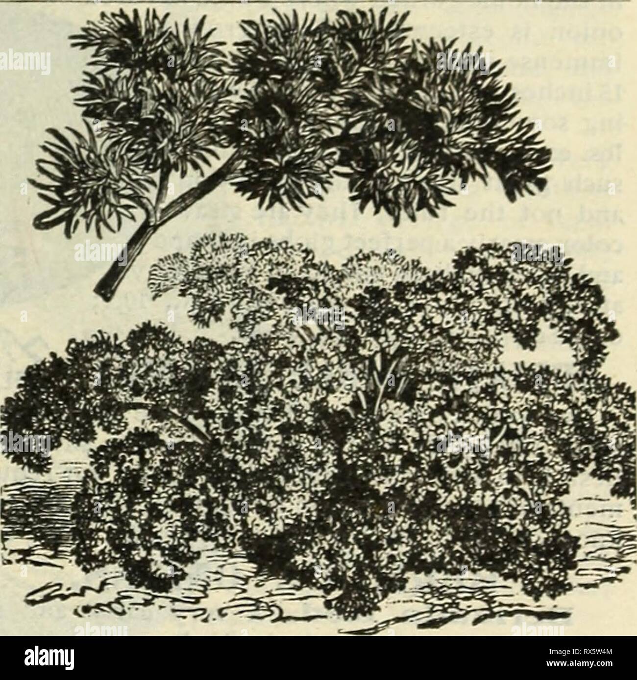 Hardier varieties hi-res stock photography and images - Alamy