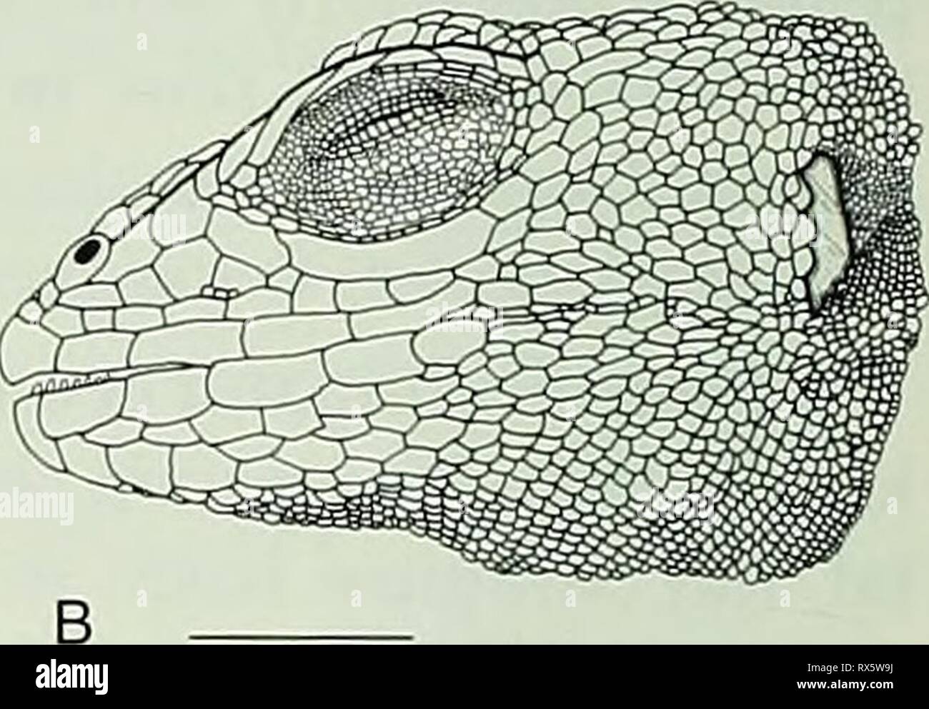 Ecuadorian lizards of the genus Stock Photo - Alamy