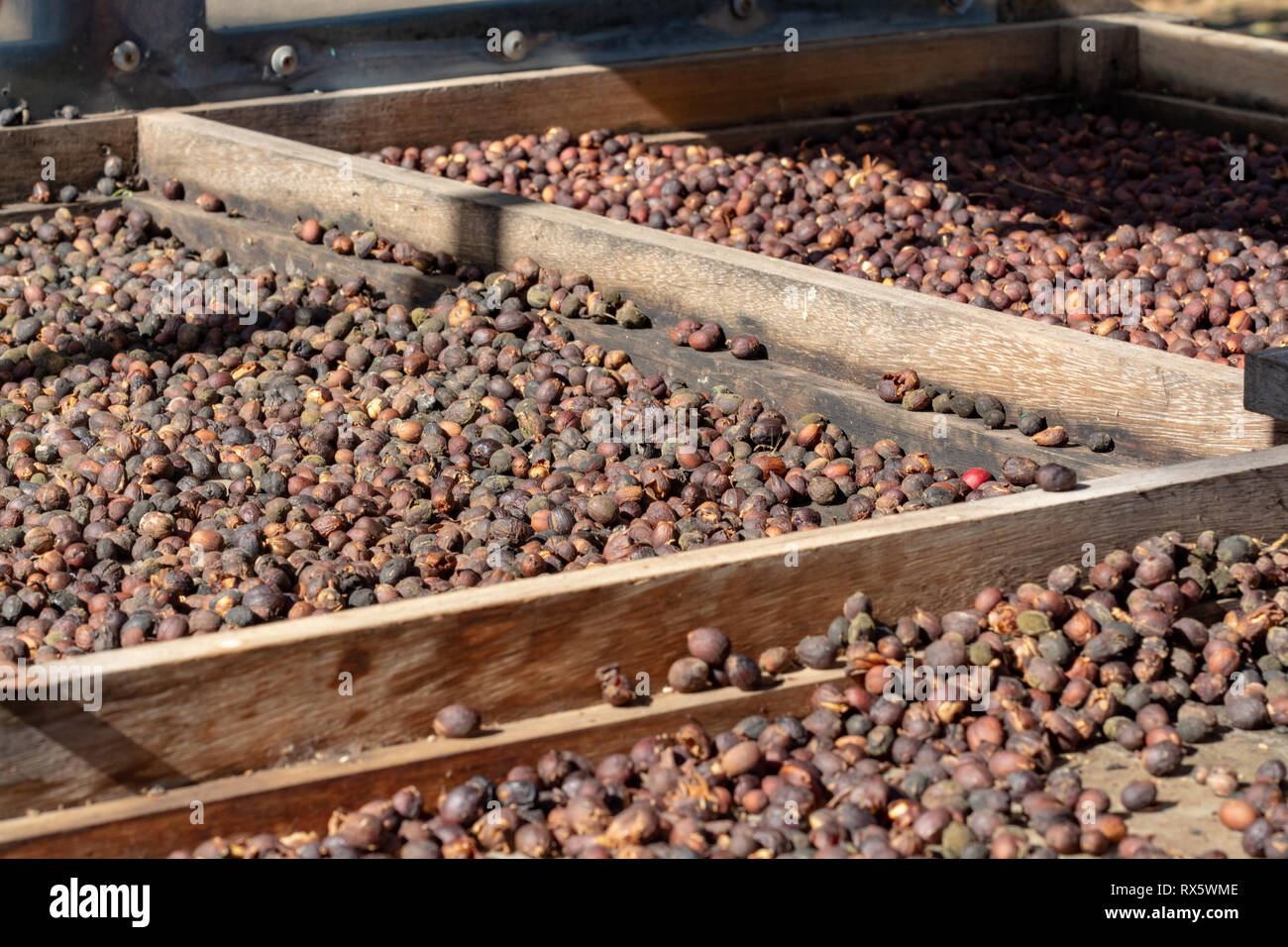 Traditional method of drying mature organic coffee beans on open grid ...