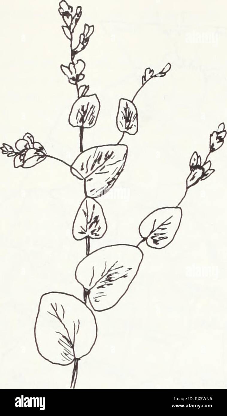 Hairy fruit cover hi-res stock photography and images - Alamy