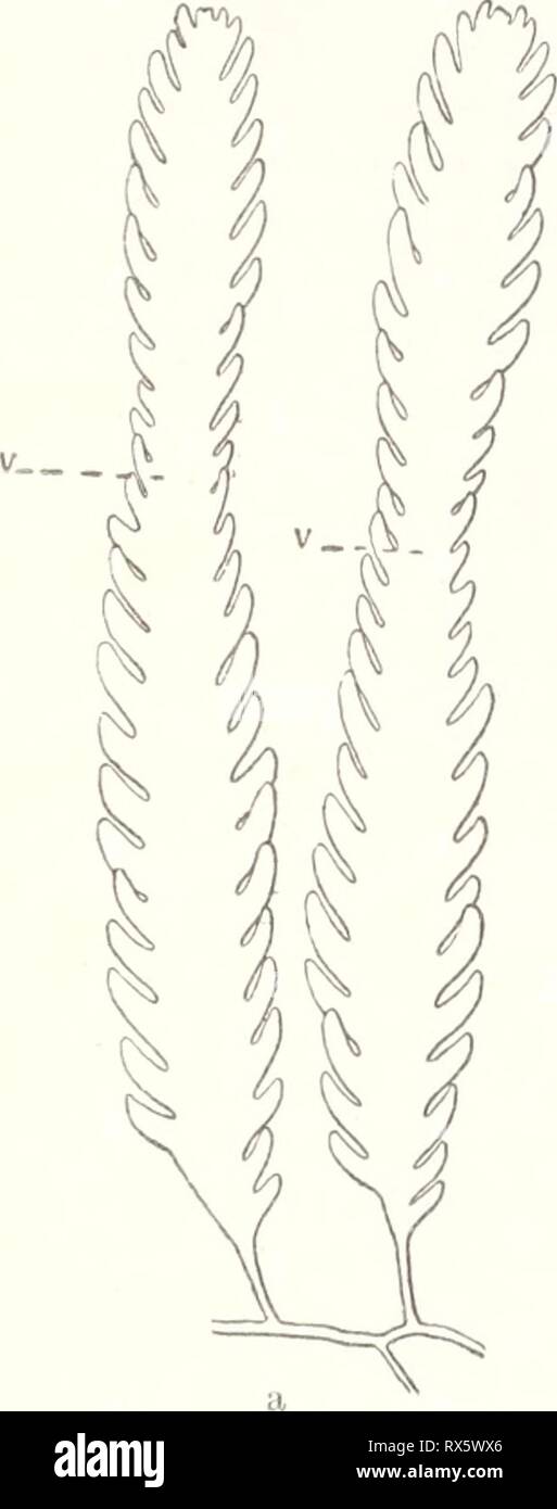 Curved leaf illustration historical hi-res stock photography and images ...