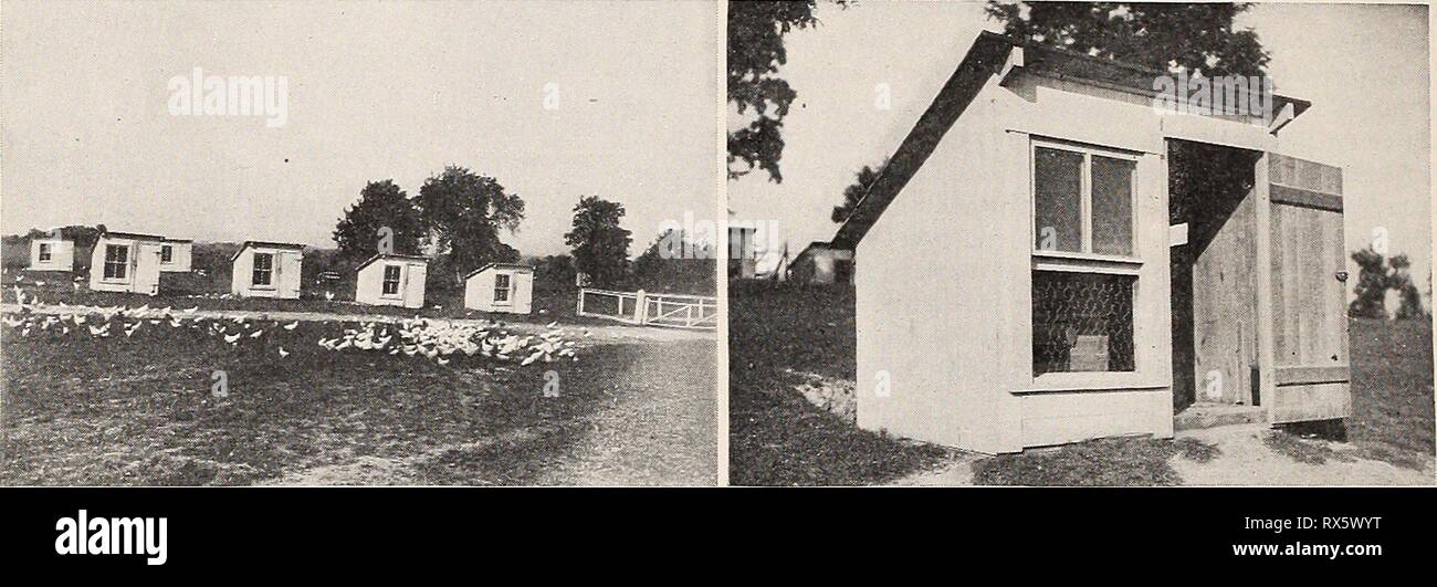 Eggs and egg farms Stock Photo - Alamy