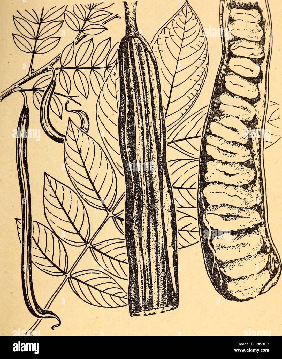 Inga tree species hi-res stock photography and images - Alamy