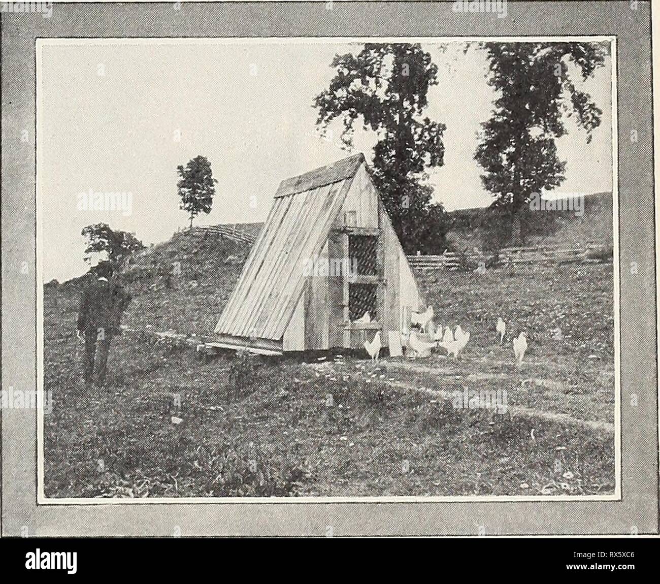 Eggs and egg farms Stock Photo - Alamy