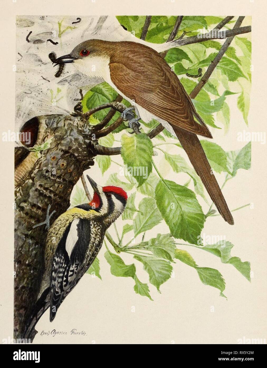 The economic value of birds The economic value of birds to the state ...