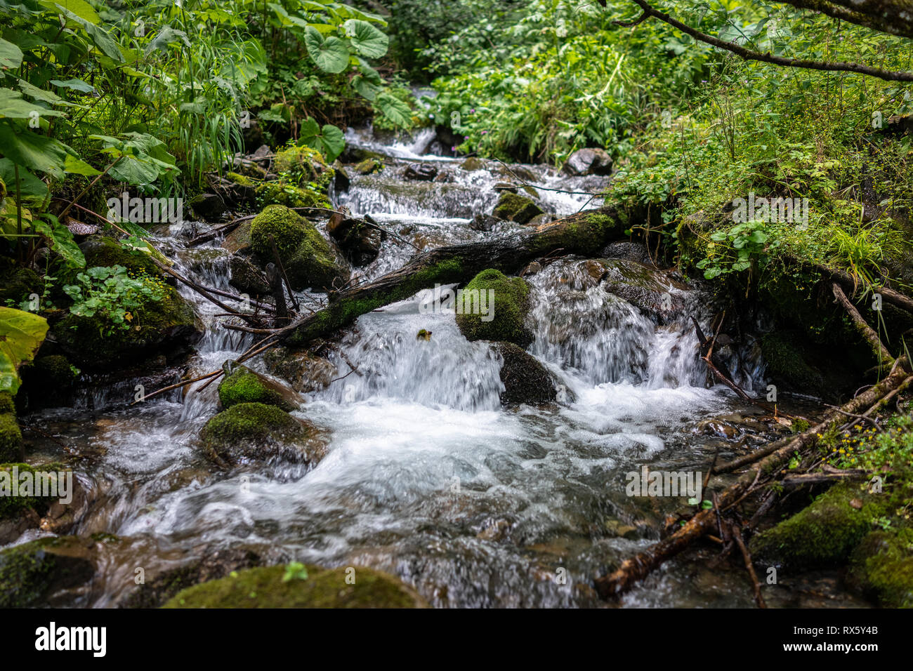 Fast mountain stream with stones, surrounded by greenery. Cascade of ...