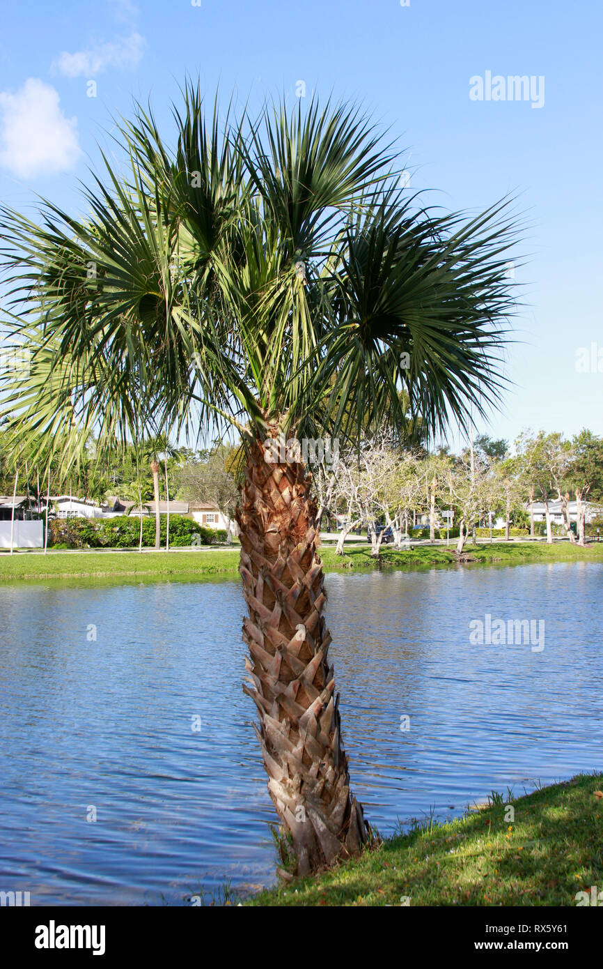Palm tree growing in water hi-res stock photography and images - Alamy