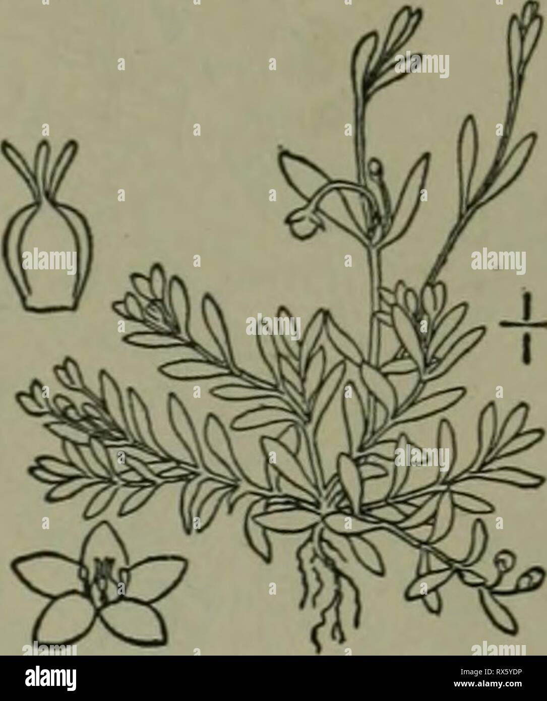 Drawing of chickweed hi-res stock photography and images - Alamy