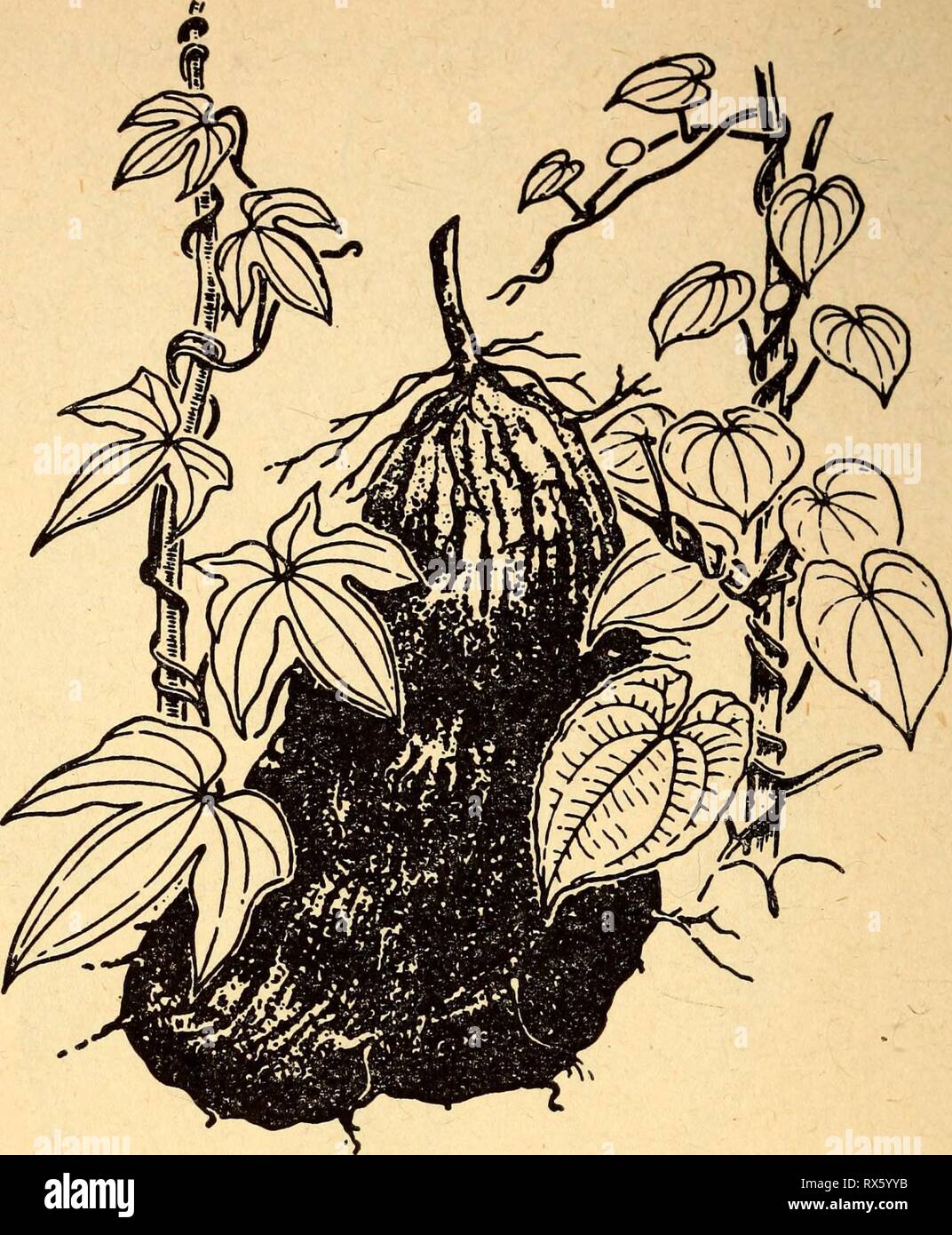 Yam hair hi-res stock photography and images - Alamy