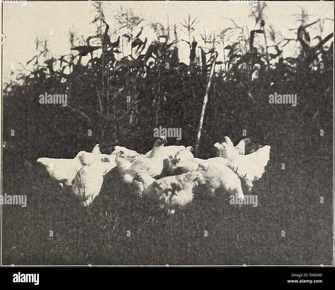 Eggs and egg farms Stock Photo - Alamy