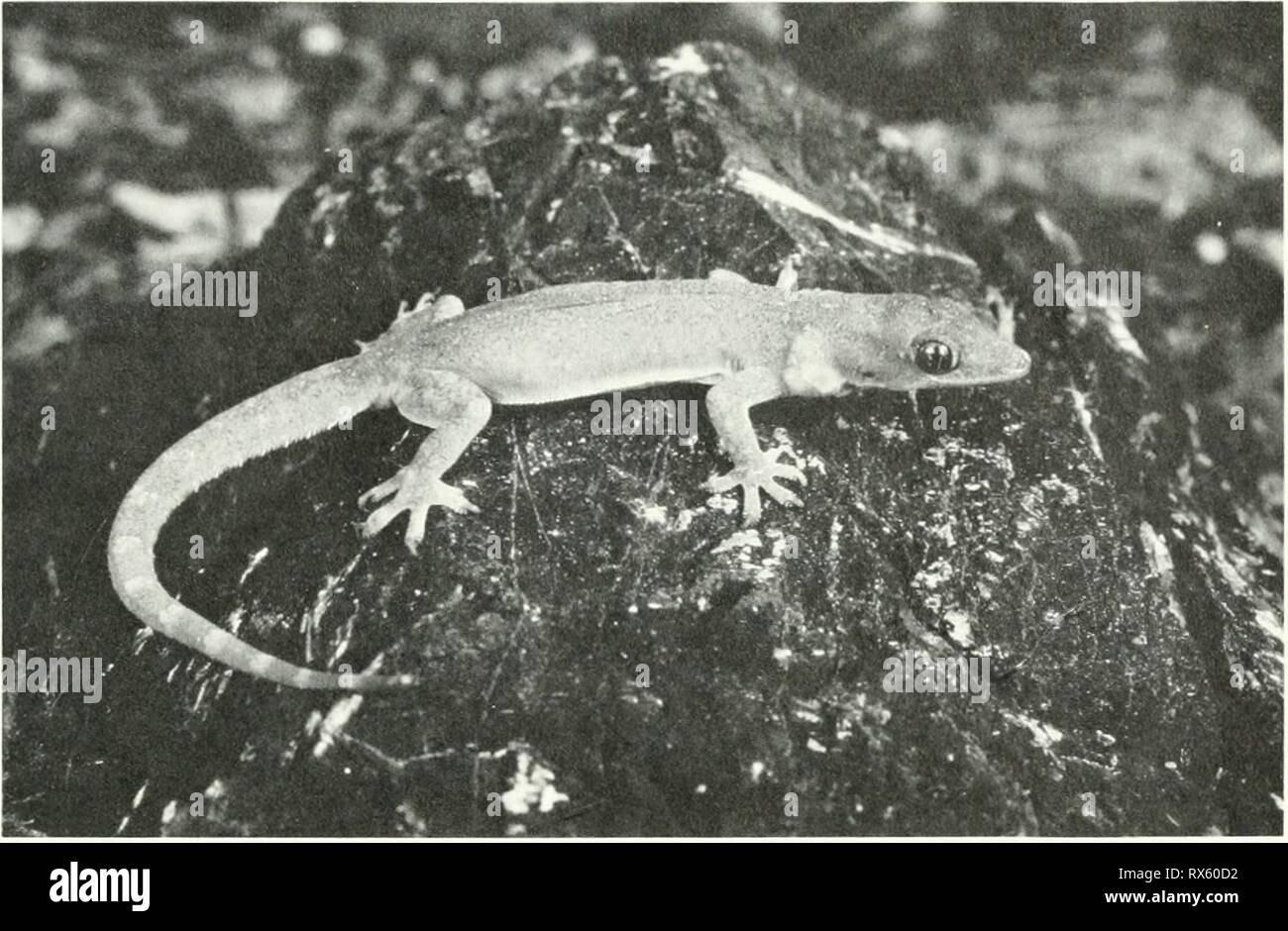 The indo pacific gecko hi-res stock photography and images - Alamy