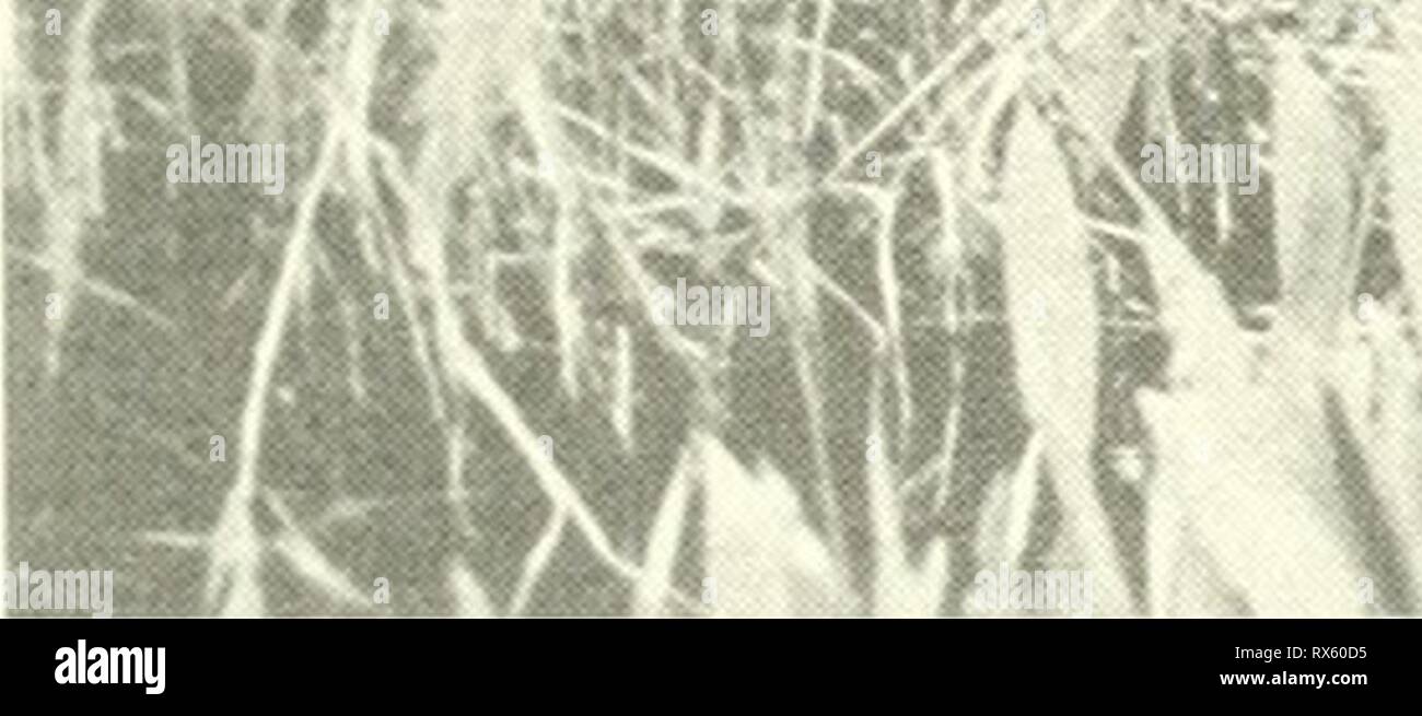 The ecology of delta marshes Stock Photo - Alamy