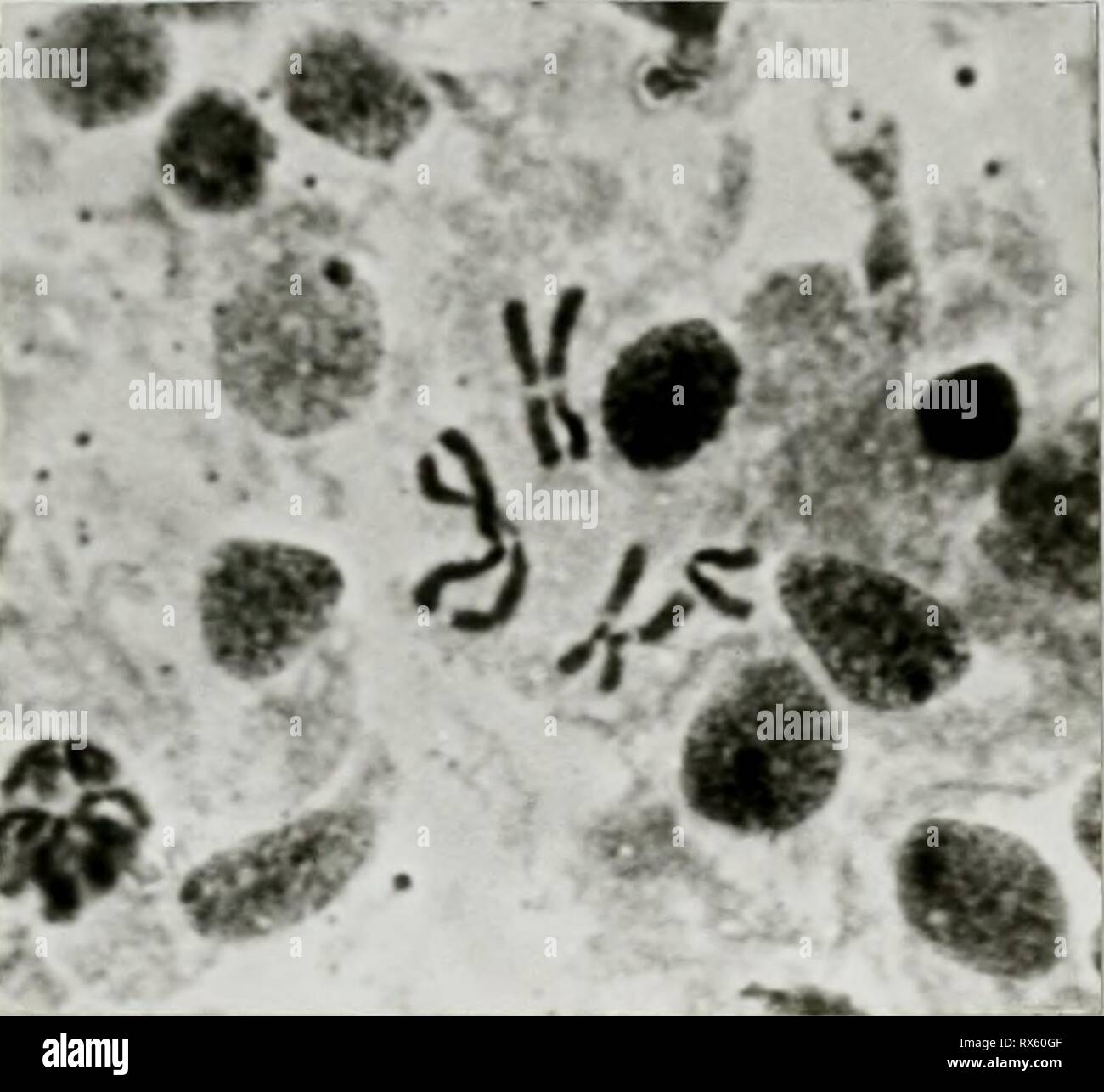Effect of cobalt 60 gamma Effect of cobalt 60 gamma rays on the biology ...