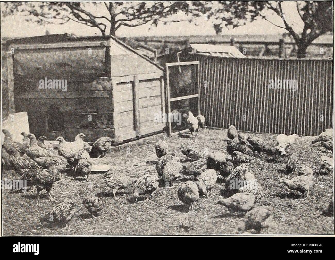 Eggs and egg farms Stock Photo - Alamy