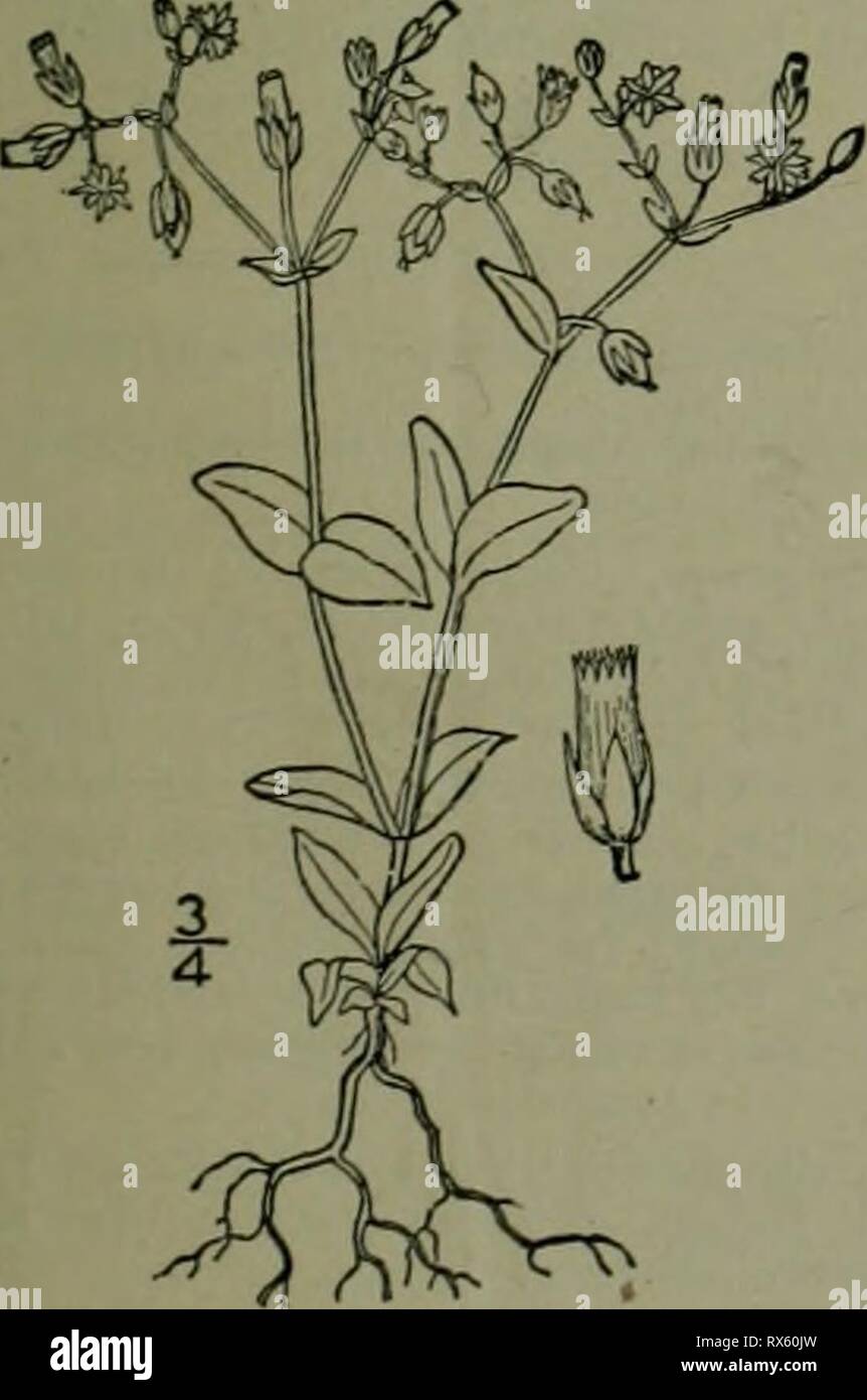 Drawing of chickweed hi-res stock photography and images - Alamy