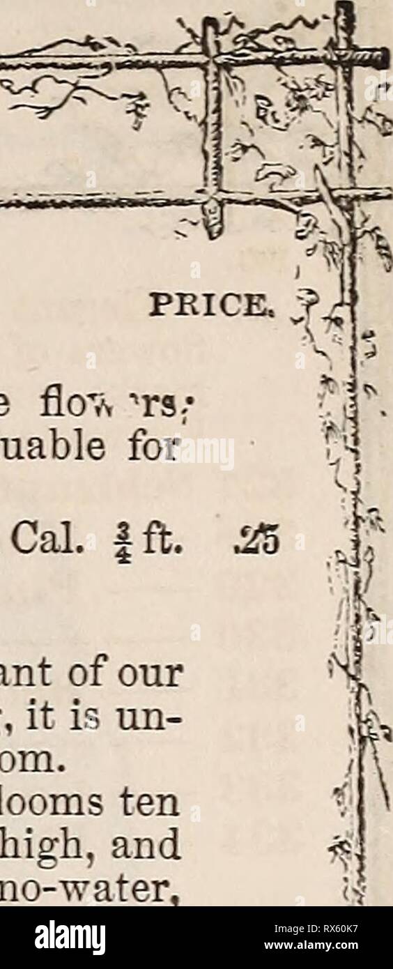 Gillyflower illustration hi-res stock photography and images - Alamy